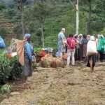 Sri Lanka: Ceylon Royal Tea Trails Trekking Tour - How the Tour Is Valued