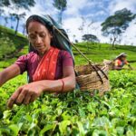 Sri Lanka Tour/6 Days+Friendly Chauffeur +vehicle+accommodation H/B basis - Practical Aspects and Value