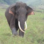 Sri Lanka Yala National Park Wildlife Private Tour - The Itinerary in Detail