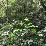 St. Kitts Half-Day Rainforest Tour - Authentic Perspectives from Travelers