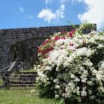 St. Kitts: Top Sights Guided Van or Open-Air Safari Tour - The Real Deal: What Travelers Say