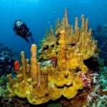St. Lucia: Anse Cochon Marine Reserve Snorkeling Tour - What Makes This Tour Stand Out?