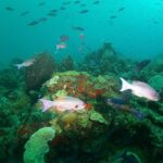 St Lucia Beginner Scuba Diving Tour - The Boat Ride to the Reef