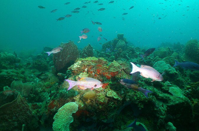 St Lucia Beginner Scuba Diving Tour - The Boat Ride to the Reef