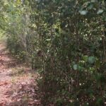 St Lucia Billy Goat Trail Hike in Marigot Bay Saint Lucia - The Sum Up