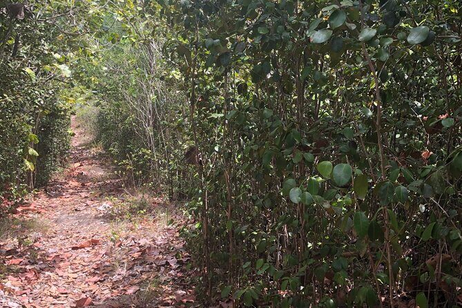 St Lucia Billy Goat Trail Hike in Marigot Bay Saint Lucia - The Sum Up