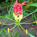 St. Lucia: Drive-in Volcano, Waterfall and Garden Day Trip - Why This Tour Works Well for Travelers