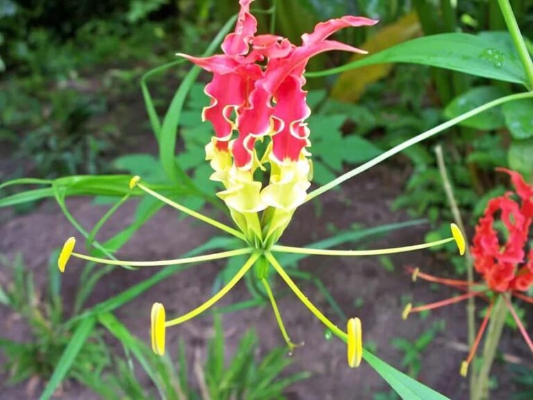 St. Lucia: Drive-in Volcano, Waterfall and Garden Day Trip - Why This Tour Works Well for Travelers