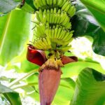 St. Lucia Island Short Tour - Transportation and Group Size