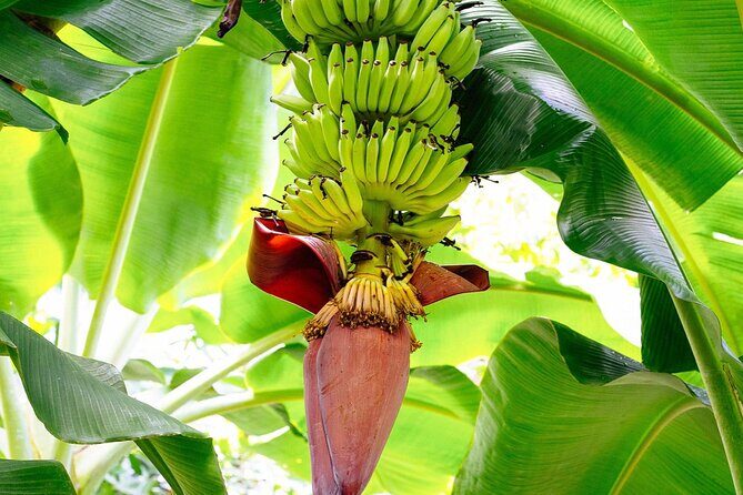 St. Lucia Island Short Tour - Transportation and Group Size