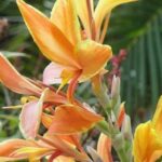 St Lucia Northern Island Tour - Who Should Consider This Tour?