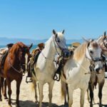 St Lucia: Private Sunset Beach Horse Ride + Pickup available - What Travelers Are Saying