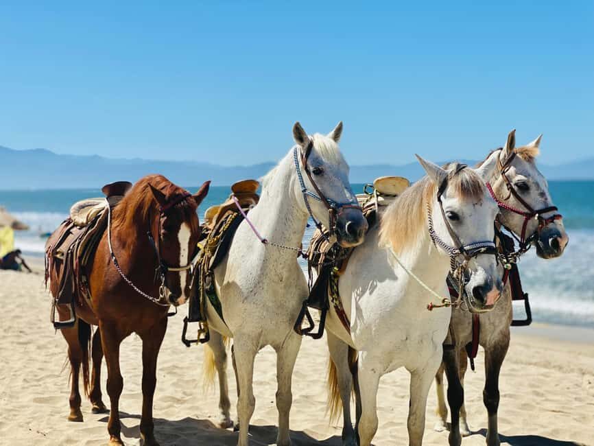 St Lucia: Private Sunset Beach Horse Ride + Pickup available - What Travelers Are Saying