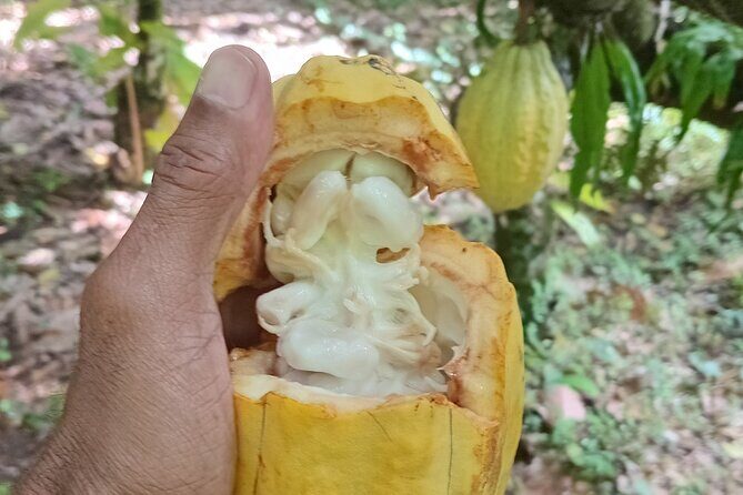 St Lucia Soufriere Private Chocolate Tour - Analyzing the Value