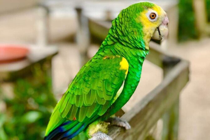 St Maarten Family Deluxe Tour - What Makes This Tour Stand Out