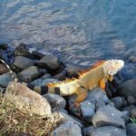 St.Maarten St.Martin Best Prime Tour - A Detailed Breakdown of the Itinerary