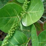 St. Martin or St. Maarten: Nature Hike Secret Beach Tour - What Travelers Can Expect