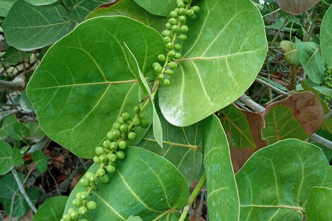 St. Martin or St. Maarten: Nature Hike Secret Beach Tour - What Travelers Can Expect