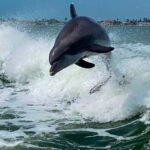 St. Pete Beach: Dolphin Racer Sightseeing Cruise - Who Should Take This Tour?