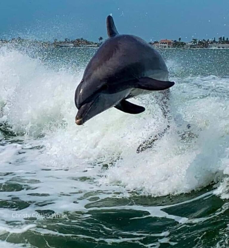 St. Pete Beach: Dolphin Racer Sightseeing Cruise - Who Should Take This Tour?