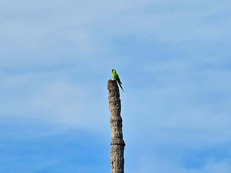 St. Petersburg: Clear Kayak Rental at Clam Bayou Nature Park - Final thoughts on this kayaking adventure? It’s a straightforward, scenic, wildlife-rich experience that offers remarkable views of Florida’s coast from a unique perspective. The combination of clear water, lush mangroves, and abundant wildlife creates an outing that’s both relaxing and fascinating.