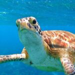 St Thomas Mangrove Lagoon Kayak and Snorkel Tour in the US Virgin Islands - A Deep Dive into What Youll Experience