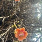 St. Vincent and the Grenadines: Kingstown City Tour - What Travelers Are Saying