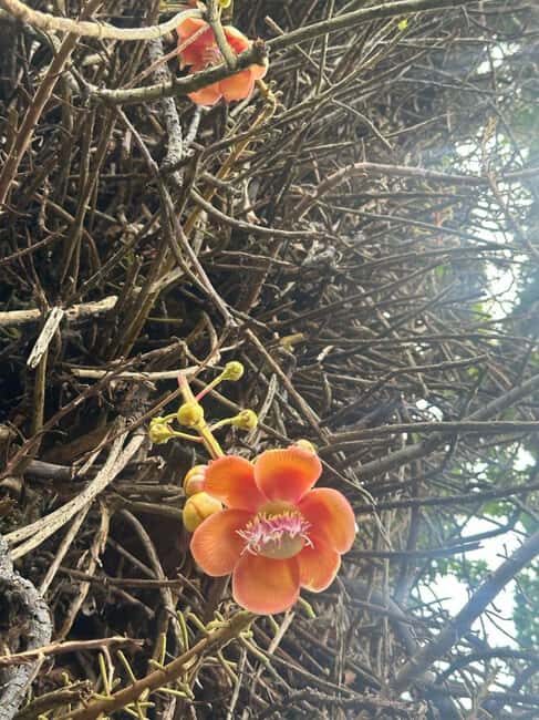 St. Vincent and the Grenadines: Kingstown City Tour - What Travelers Are Saying