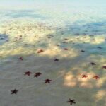 Starfish Beach and Floating Village Combo Boat Trip Seafood Lunch - Why Travelers Love This Tour