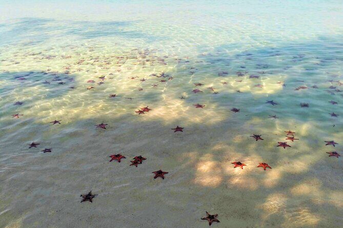 Starfish Beach and Floating Village Combo Boat Trip Seafood Lunch - Why Travelers Love This Tour