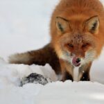 Steller's sea Eagle/White-tailed Eagle watching tour - Why This Tour Offers Great Value