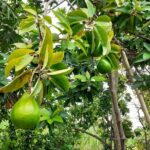 Stepping High Mountain Rastafari Herbs Tour - The Pros and Cons