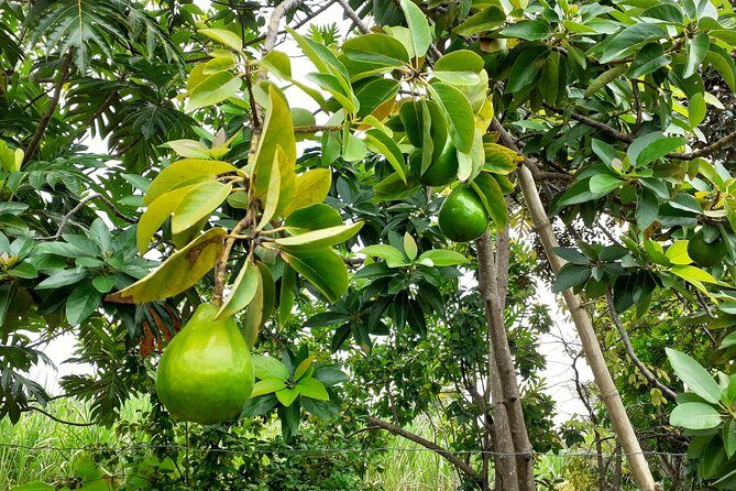 Stepping High Mountain Rastafari Herbs Tour - The Pros and Cons