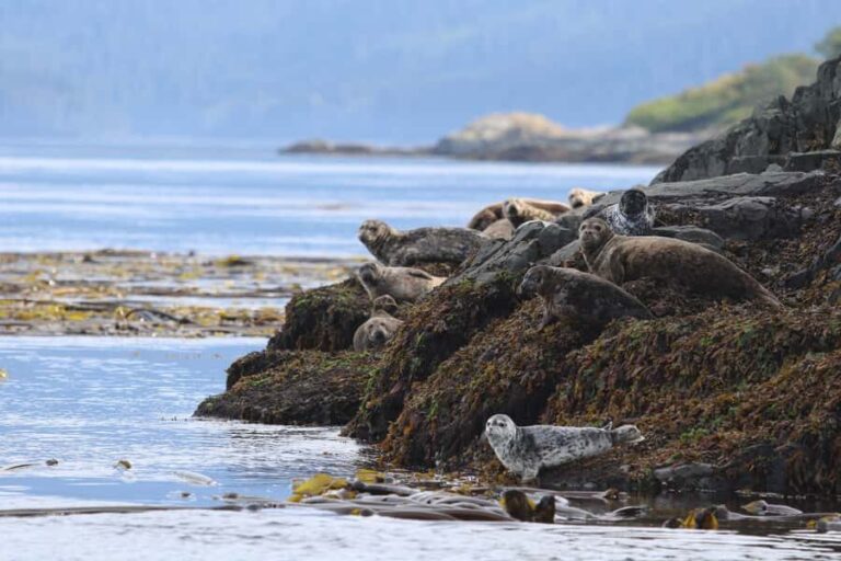 Steveston Village: Whale Watching Tour - A Thorough Look at the Itinerary