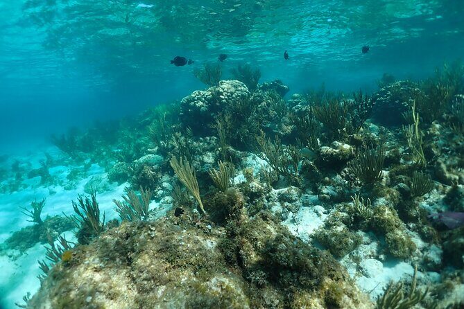 Stingray City Sandbar, Snorkel, Star fish Beach (Family operated) - The Experience and Its Value
