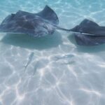 StingrayCity ,Coral Garden & Starfish Tour. - The Value in Context