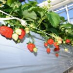 Strawberry Picking and Snow experience at Mt Fuji ski resort for VIP - Who Should Consider This Tour?