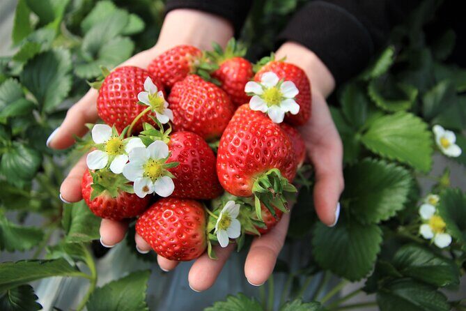 Strawberry Picking, Winter Sled with Eobi Ice Valley from Seoul - The Sum Up