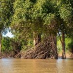 Stung Treng: Mekong River Boat Cruise to the Flooded Forests - What Makes This Tour Stand Out