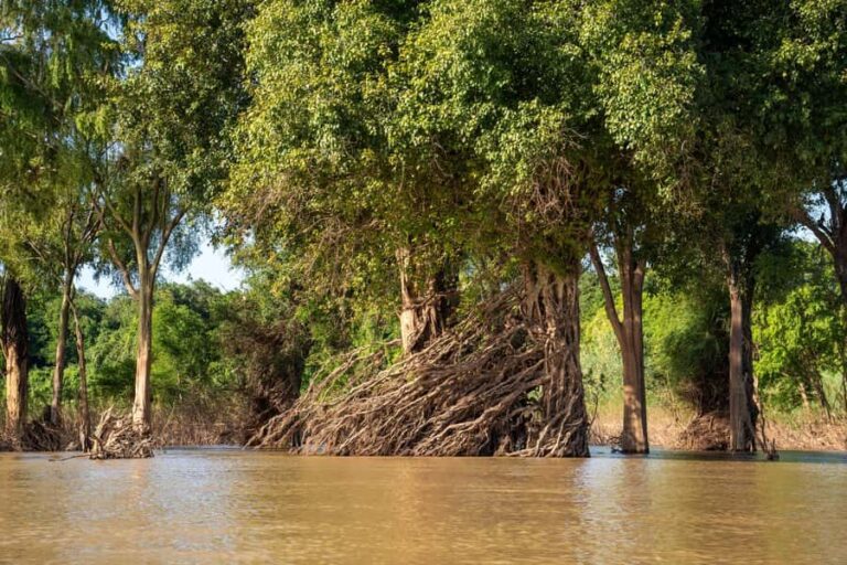 Stung Treng: Mekong River Boat Cruise to the Flooded Forests - What Makes This Tour Stand Out