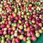 Sueños de Cafe - A Coffee Lovers Dream - Who Is This Tour Best For?