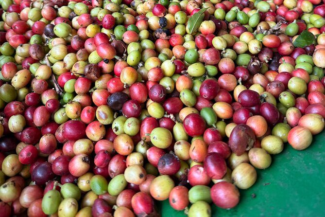 Sueños de Cafe - A Coffee Lovers Dream - Who Is This Tour Best For?