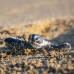 Sukamade Observation Turtle Tour - Who Should Consider This Tour?