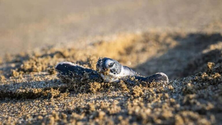 Sukamade Observation Turtle Tour - Who Should Consider This Tour?