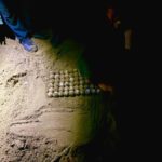 Sukamade: Turtle Expedition & MeruBetiri Jungle Adventure - Who Will Love This Tour?