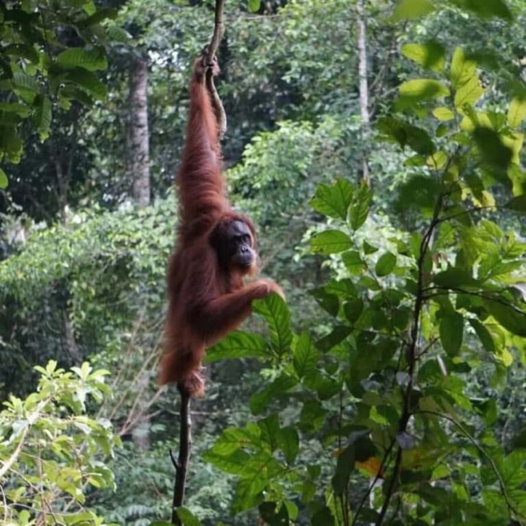 Sumatra: 3-Day Unique Jungle Experience & Exploring Wildlife - The Experiences Practical Details