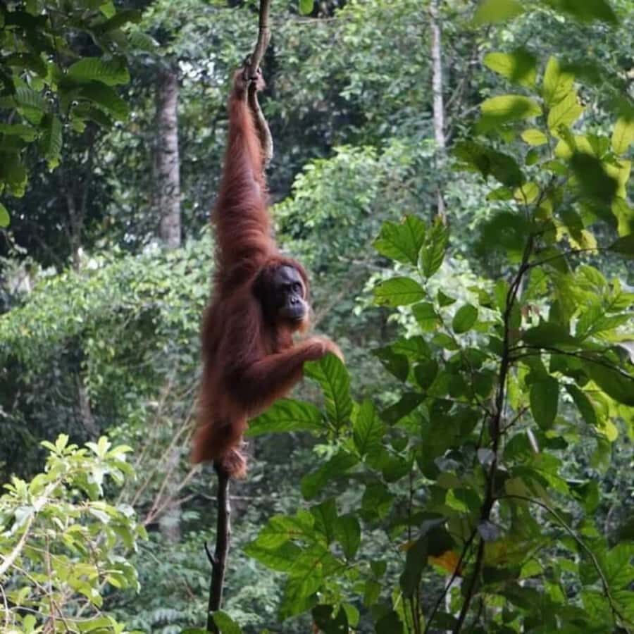 Sumatra: 3-Day Unique Jungle Experience & Exploring Wildlife - The Experiences Practical Details
