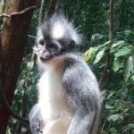 Sumatra : 5-Day Conservation & Artistry Expedition - Who is This Tour For?