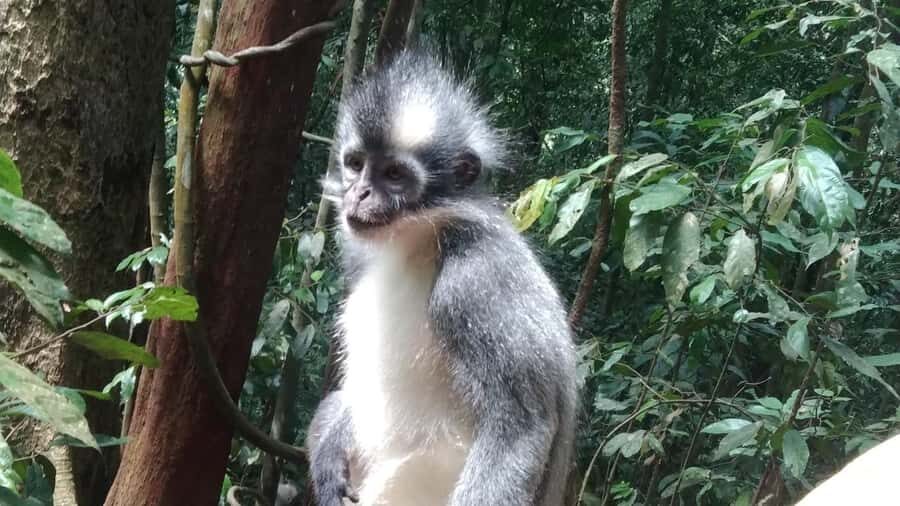 Sumatra : 5-Day Conservation & Artistry Expedition - Who is This Tour For?