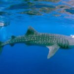Sumbawa Besar: Whale Shark Snorkeling with Breakfast - The Value of This Experience